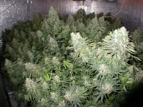 Snow? Winter Time Cannabis Growing 💬 | Green CulturED