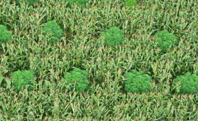 SECURE *Your* Guerrilla Growing Marijuana 💬 | Green CulturED