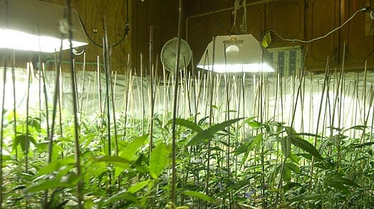Indoor Marijuana Grow Room Tips 💬 | Green CulturED