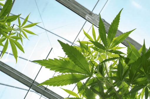 Master Cannabis Grower Certification | Green CulturED
