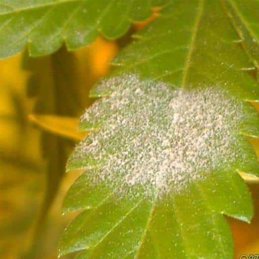 UGH, Powdery Mildew Cannabis Again?! 💬 | Green CulturED