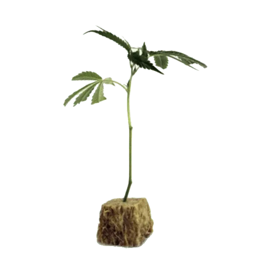 Cloning Cannabis Steps | Green CulturED