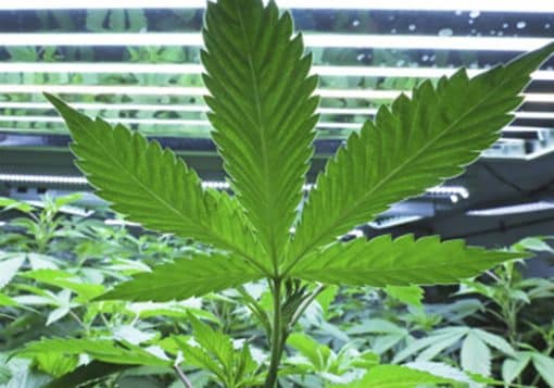 Marijuana History 💬 | Green CulturED eLearning Solutions