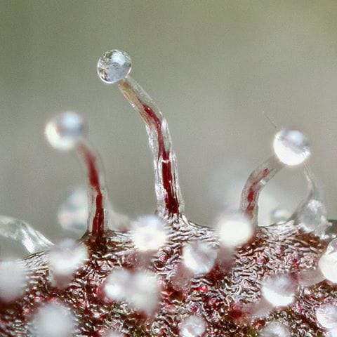 15 Cannabis Terpenes Explained (Complete Visual Guide) 💬 | Green CulturED
