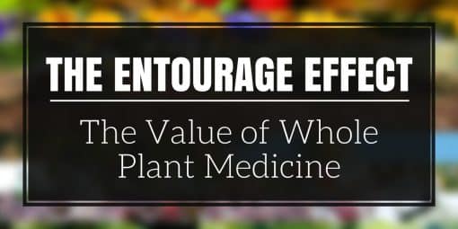 15 Cannabis Terpenes Explained (Complete Visual Guide) 💬 | Green CulturED