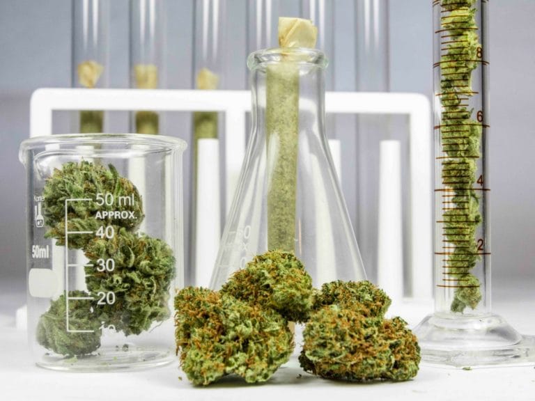 Cannabis Genetics' Future Development 💬 | Green CulturED eLearning ...