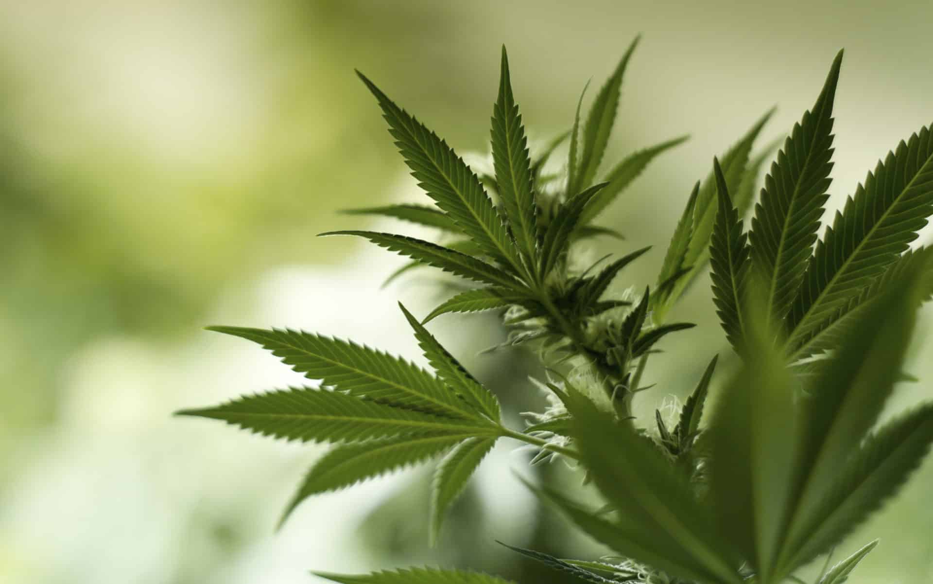 Lighting for Cannabis Growers 💬 | Green CulturED