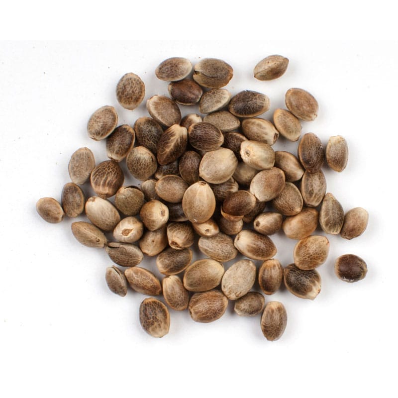 10 Things About Cannabis Seeds 💬 | Green CulturED