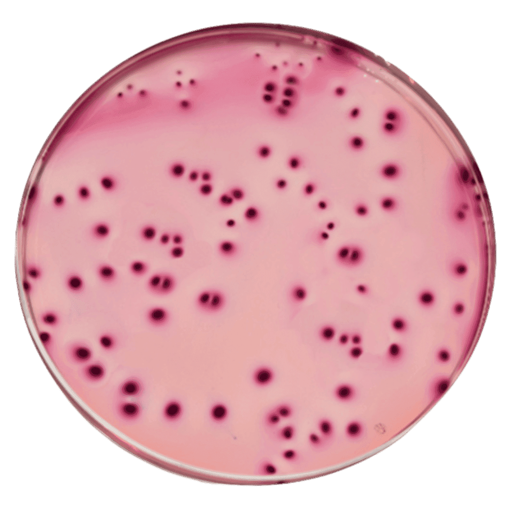 Colony Forming Unit (CFU) | Green CulturED