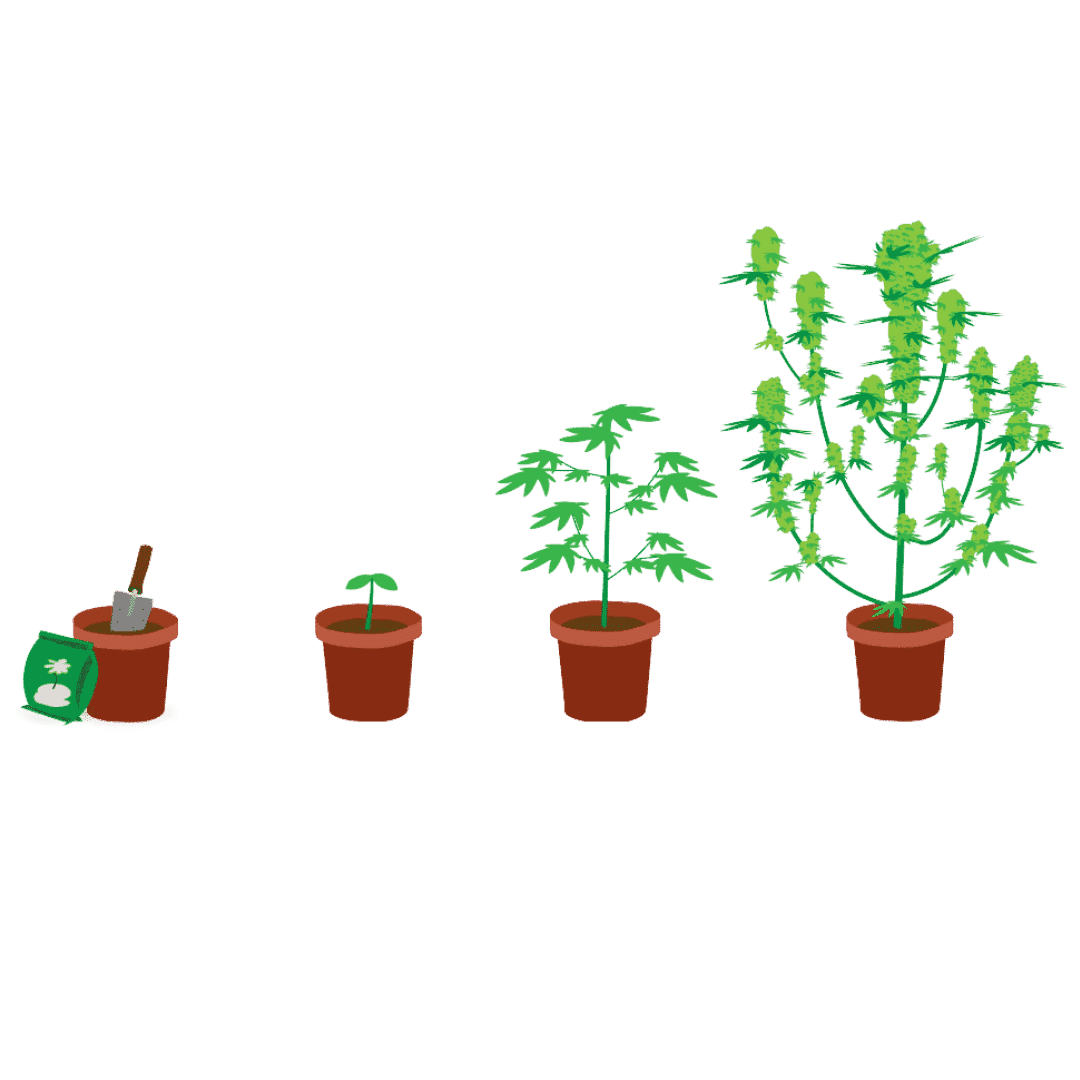 Crop Cycle | Green CulturED