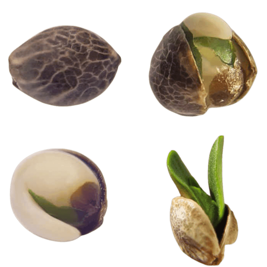 Embryo | Green CulturED