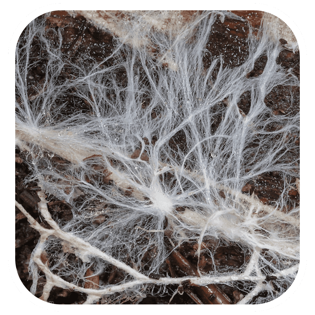 Mycelium | Green CulturED