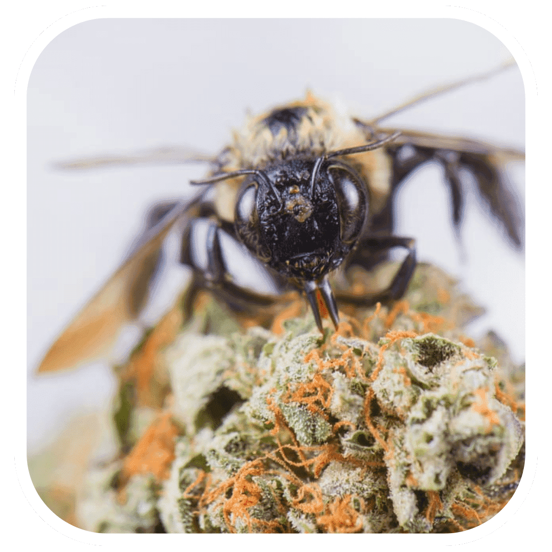 Pollination | Green CulturED