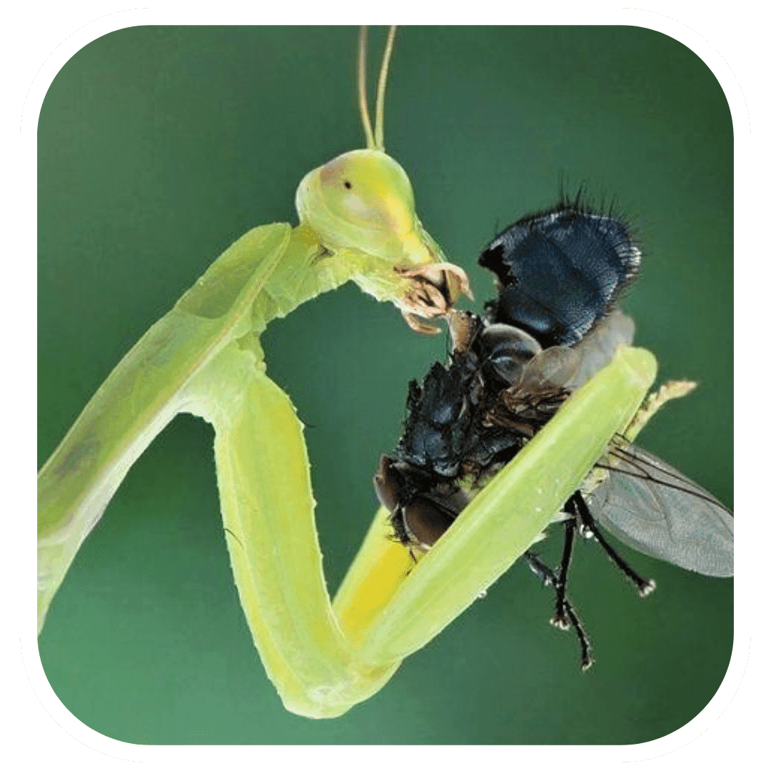 Predatory Insect | Green CulturED