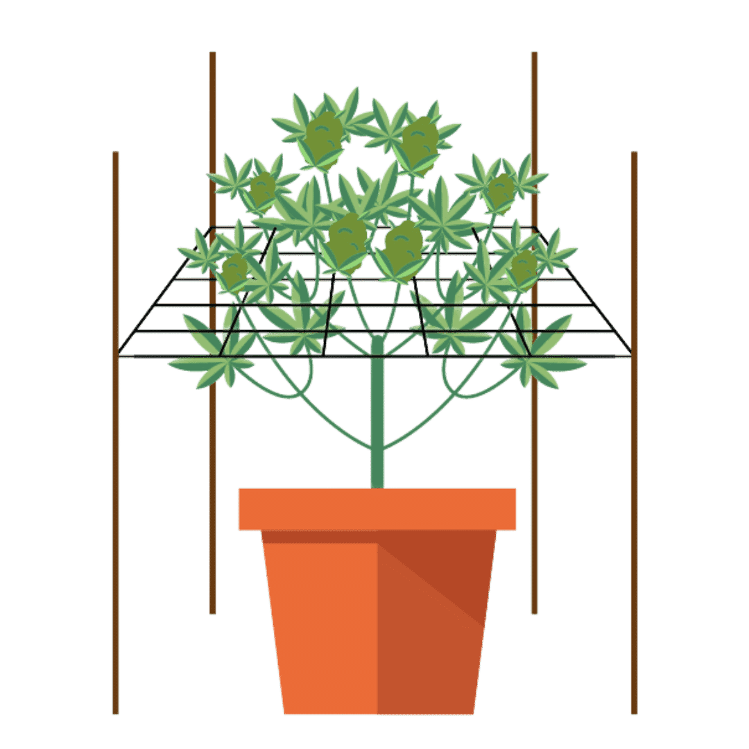 Screen of Green (SCROG) 💬 | Green CulturED