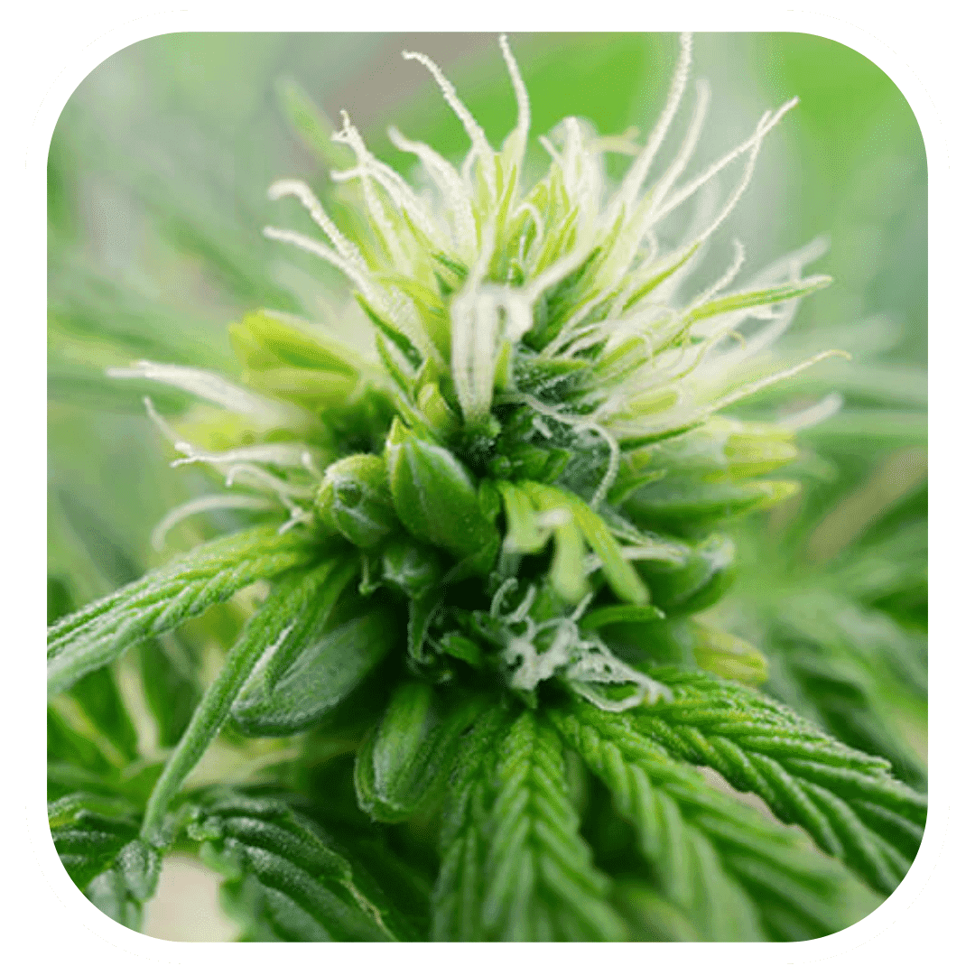 Seed Pod | Green CulturED