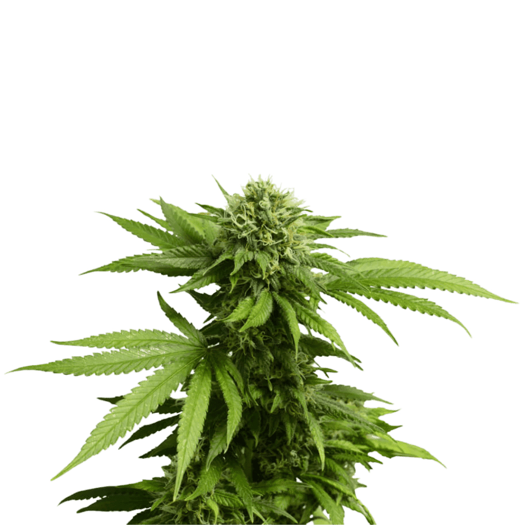 Sinsemilla | Green CulturED