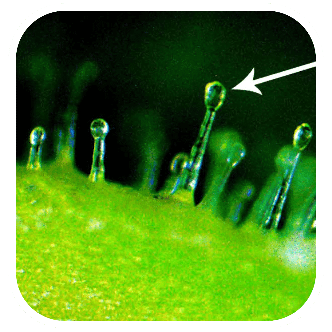 Trichome | Green CulturED