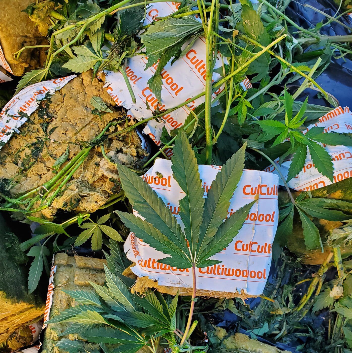 Cannabis Waste Disposal Certification | Green CulturED