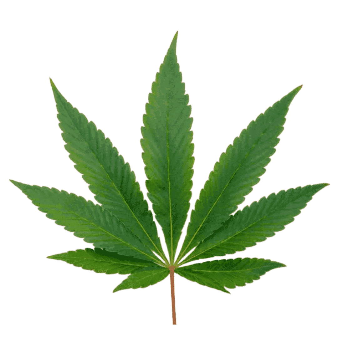 Cannabis Indica 💬 | Green CulturED